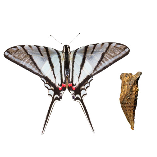 Poczwarka Eurytides Epidaus | FlyDom