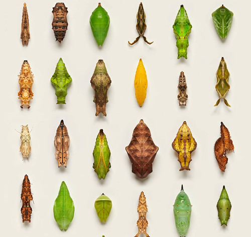 Poczwarki Motyli | FlyDom