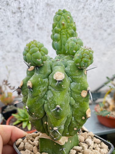 Myrtillocactus geometrizans Grecas | Xerofarm