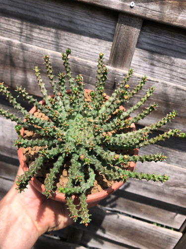 Euphorbia pugniformis | Xerofarm