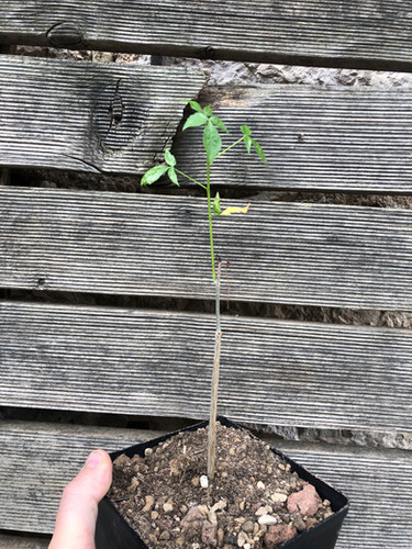 Commiphora pteleifolia | Xerofarm