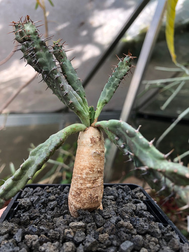 Euphorbia micracantha | Xerofarm