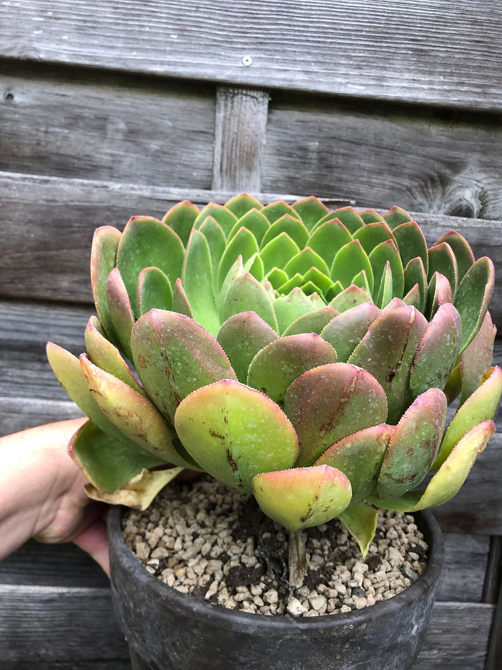 Succulentes | Xerofarm 2/9