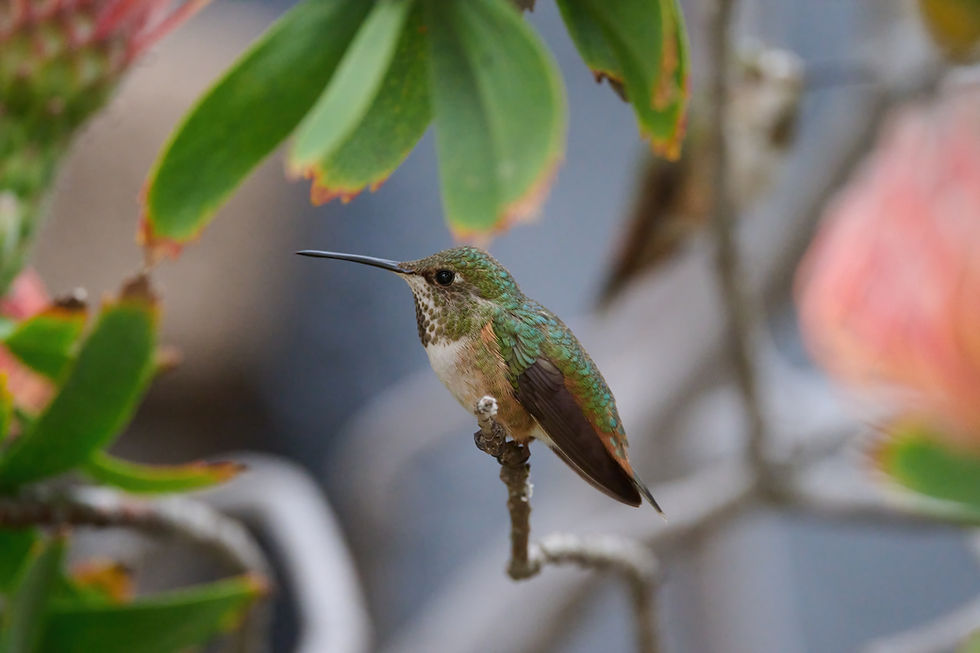 Nikon Z8 versus D850 Autofocus Wars