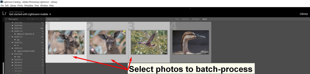 Batch Processing: Lightroom and Topaz DeNoise AI
