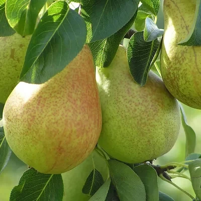 Pear Hood Tree | Tree Top Christmas F