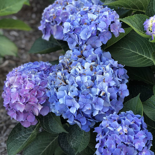 Let's Dance Blue Jangles Hydrangea | Tree Top Christmas F
