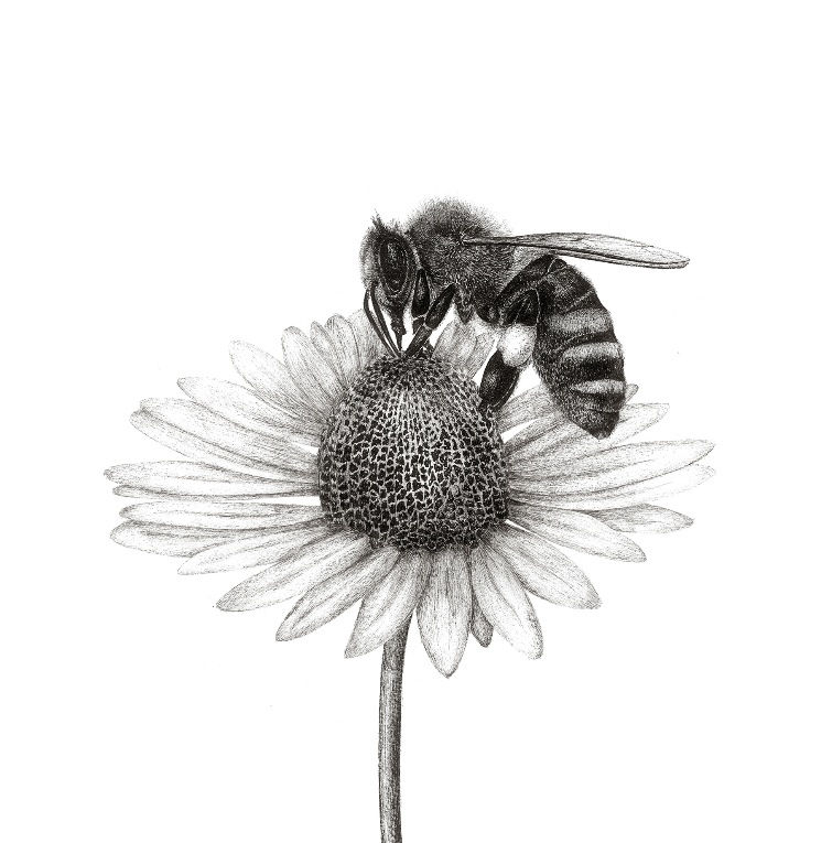 Conservation Artist | East Sussex | A P Illustrations