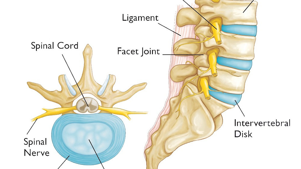Navigating the Complexities of Spinal Health: Insights from Dr. Scott ...
