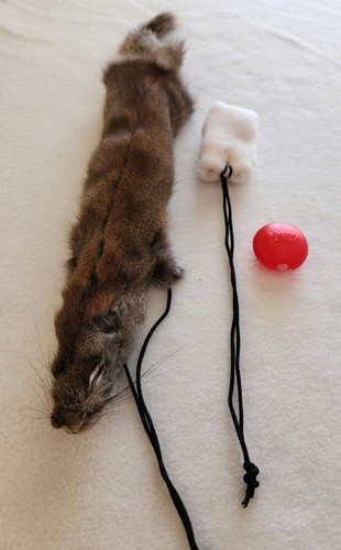 Pine Squirrel Squeaker Set | Tally-GoLureCoursing