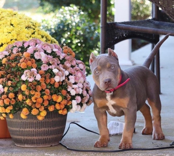 American Bully | First Class Kennels | Houston
