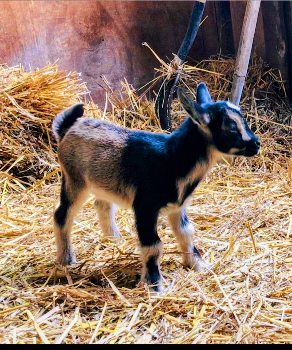 Goat Yoga-6 PM | Gray Hobby Farm