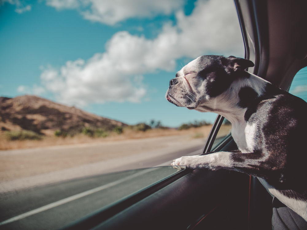 A Dog's Fascination With Car Rides