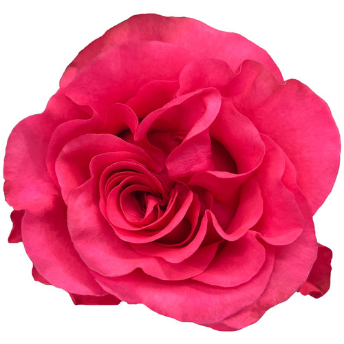 Exotix Berry | Florecal