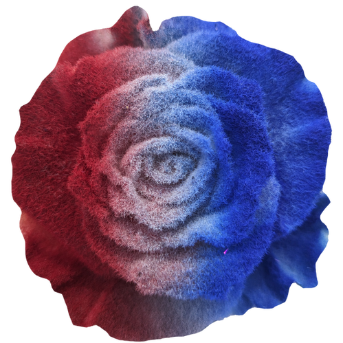Freedom Flame | Florecal