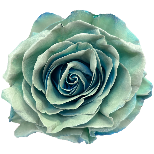 Noble Growth | Florecal