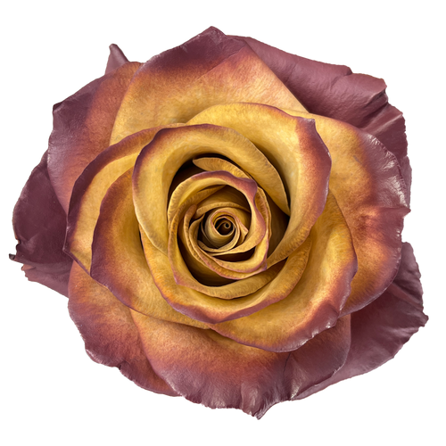 Sepia Glow | Florecal