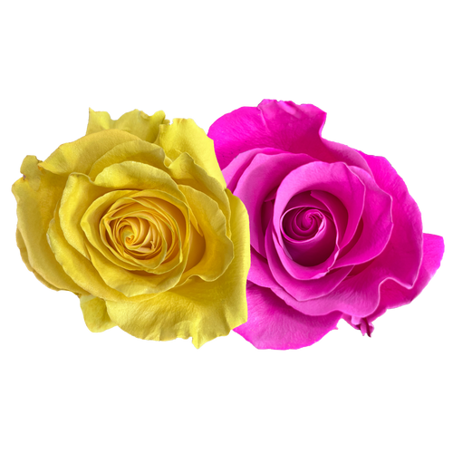 Eternal Hug | Florecal