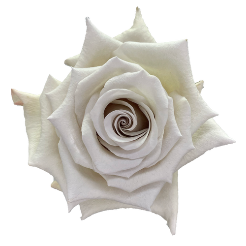 Silver Sand | Florecal