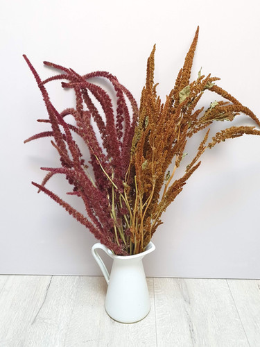 Amaranth (Amaranthus paniculata) upright | Wild At Heart Char