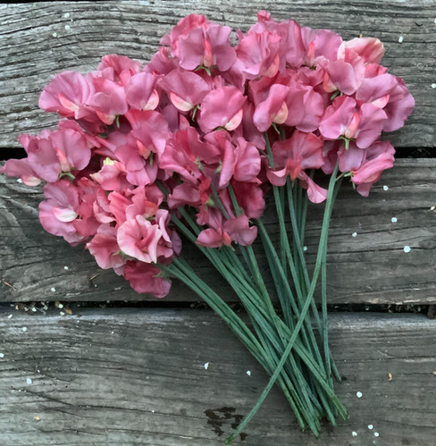 Sweet Pea 'King's Ransom' - 12 Seeds | unicornblooms