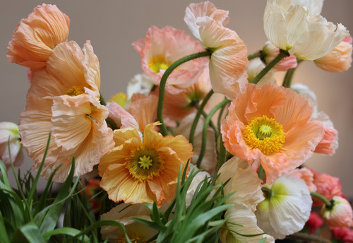 Colibri Icelandic Poppy 100 Seeds | unicornblooms
