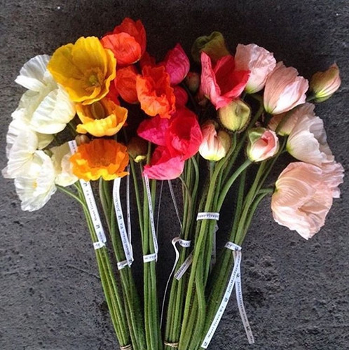 Colibri Icelandic Poppy 1000 Seeds | unicornblooms