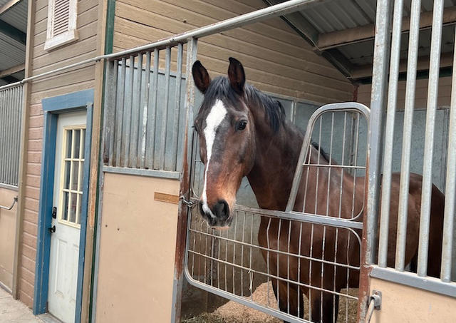 Photos | Milestone Equestrian