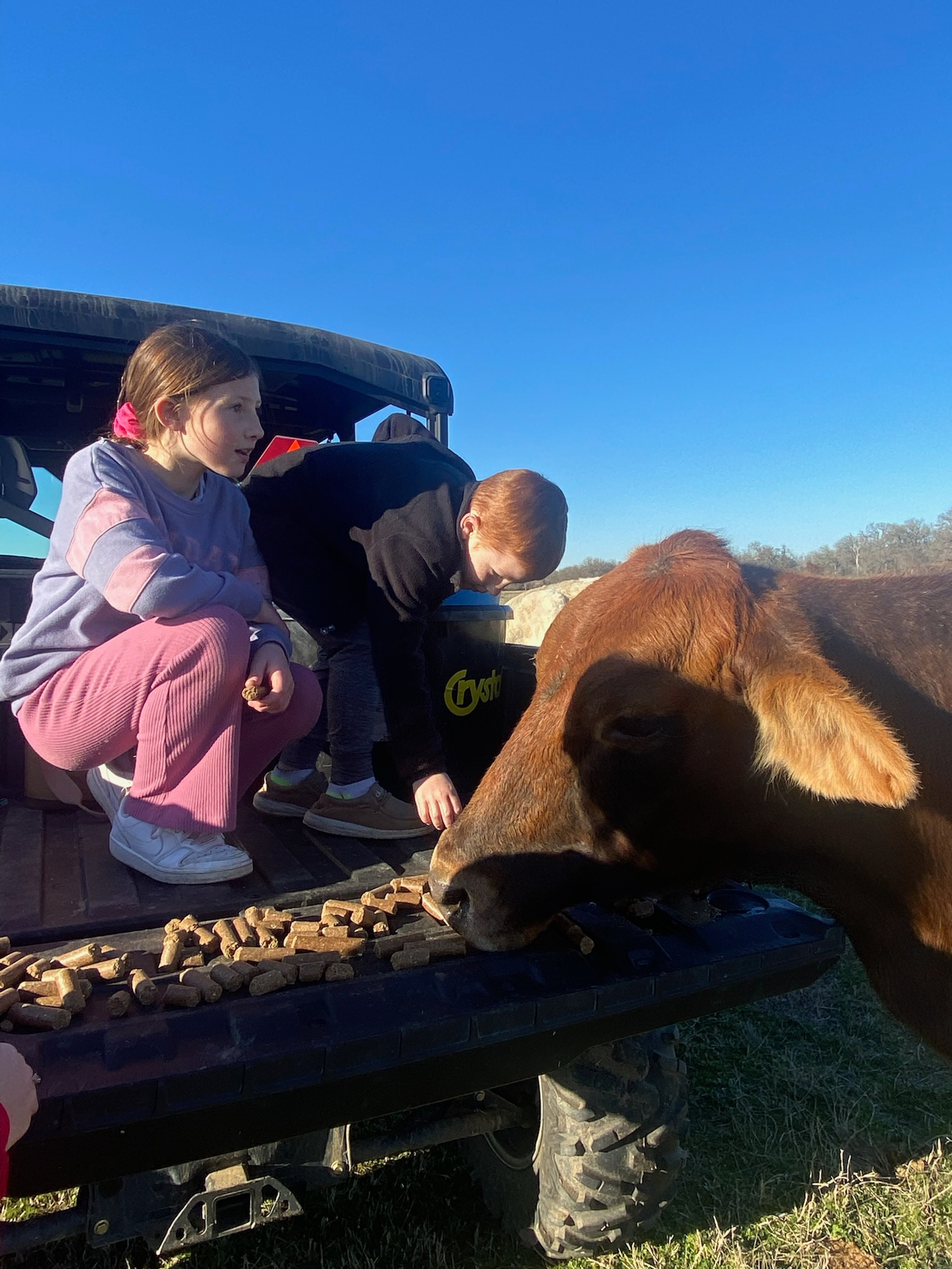 Gallery | Life on a Central Texas Grass-Fed Beef Ranch