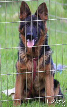 Reds Above The Rest | Deep Red German Shepherd Puppies for Sale
