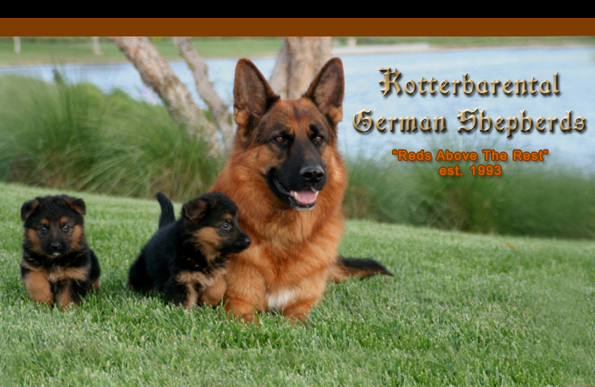 Reds Above The Rest | Deep Red German Shepherd Puppies for Sale