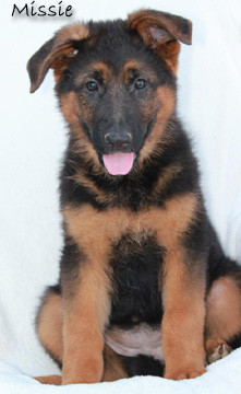 Reds Above The Rest | Deep Red German Shepherd Puppies for Sale