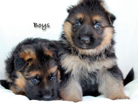 Reds Above The Rest | Deep Red German Shepherd Puppies for Sale