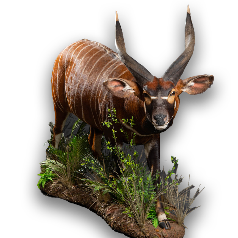 Bongo