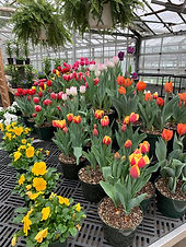 Frailey's Greenhouse & Garden Center | Frailey Company