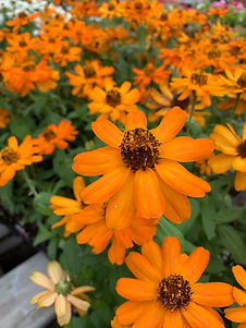 Frailey's Greenhouse & Garden Center | Frailey Company