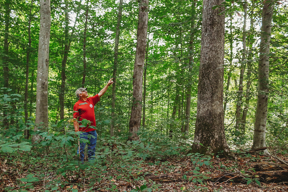 Tips and Tricks for Tree Identification