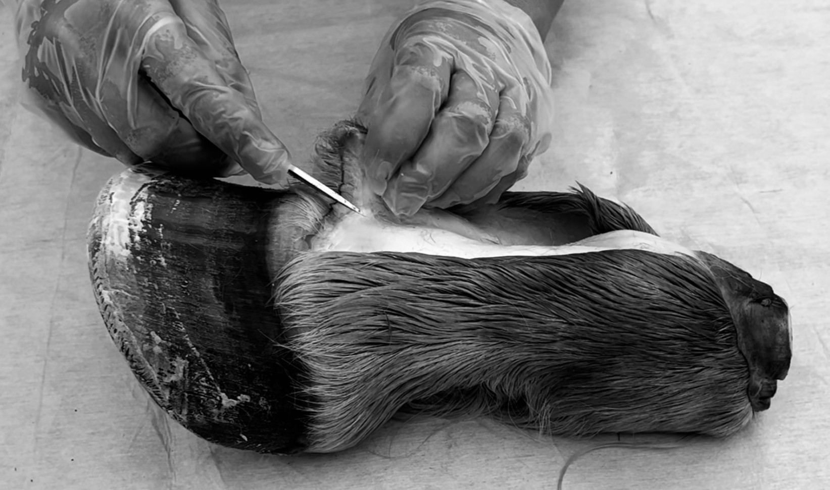 DISTAL LIMB DISSECTION | EQ Therapeutics