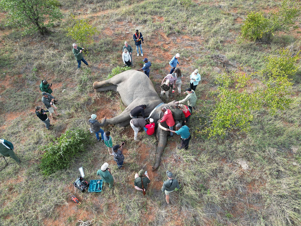 Elephant Collaring in Kruger National Park