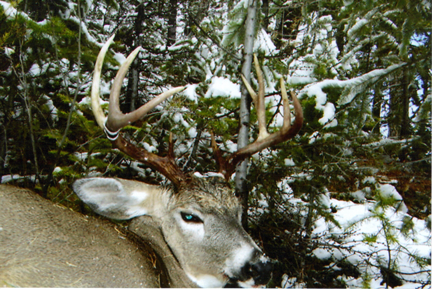 Montana Elk Hunting, Elk, Deer, Bear, Mtn Lion, westslopehunts.com