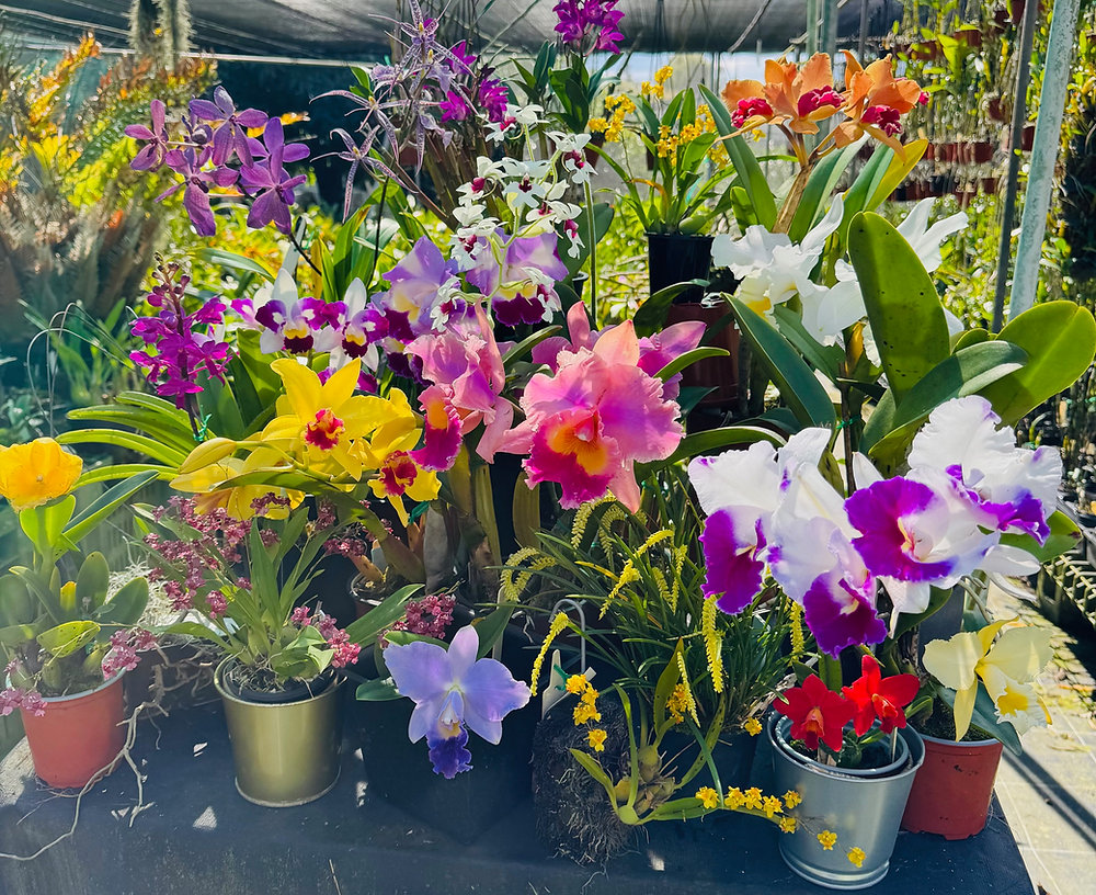 COMMUNITY NEWS - Spring Orchid Spectacular