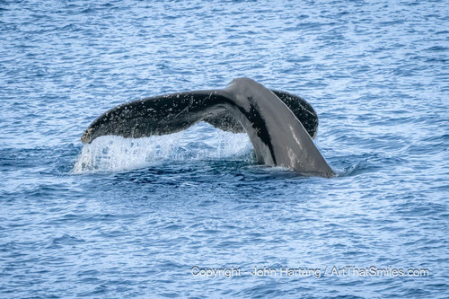 FIN-ish Strong | Art That Smiles