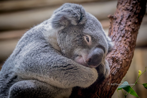 Tree Hugger | Art That Smiles