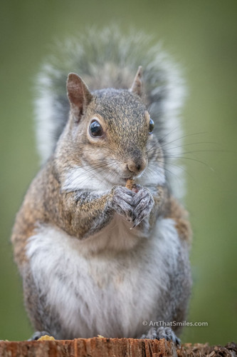 Nibbles | Art That Smiles