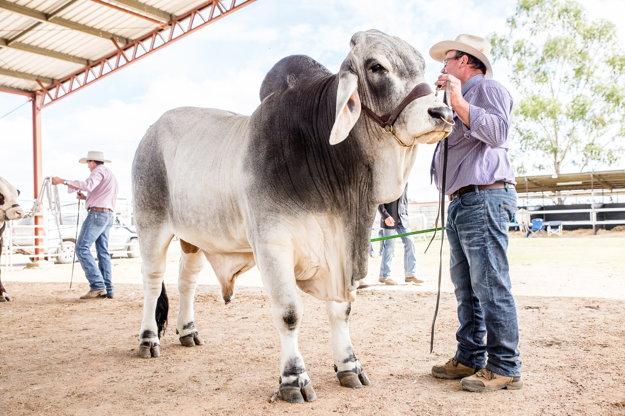 Dalby & District Show Society