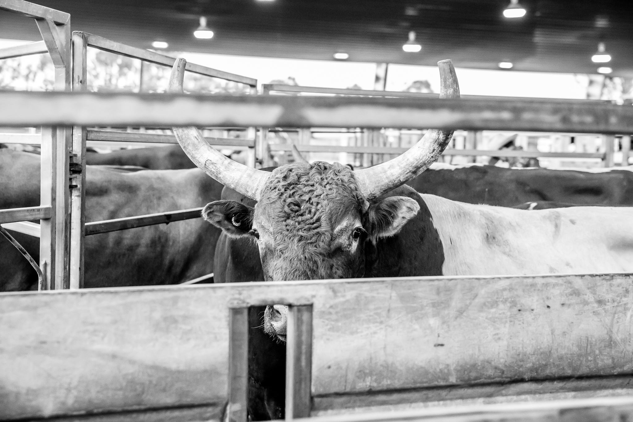 Dalby & District Show Society