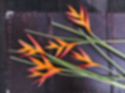 Magic Flowers I Ecuador