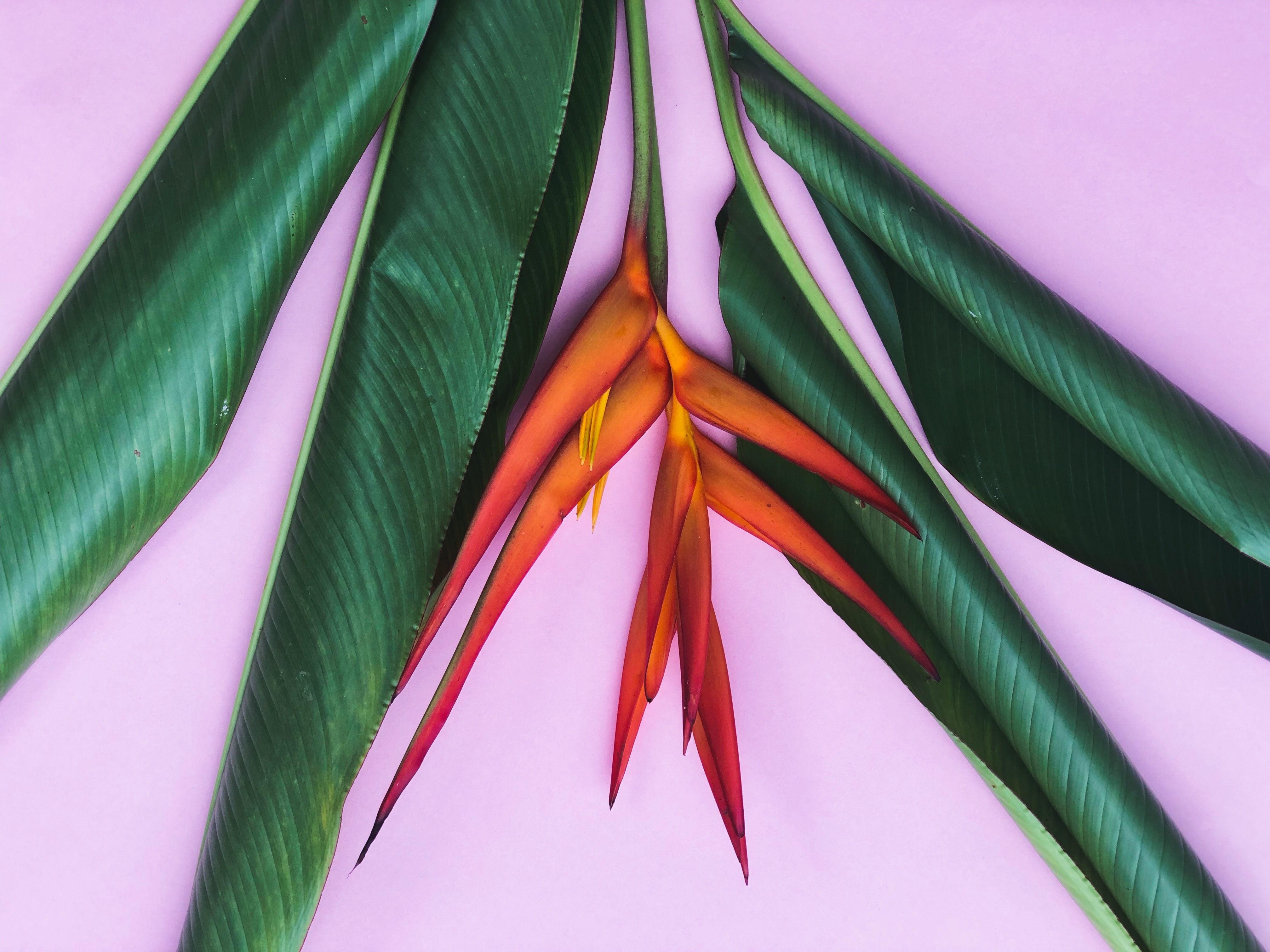 Heliconias | magicflowers