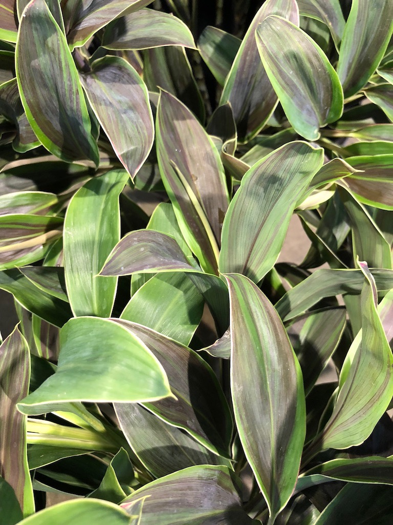 Greens | magicflowers