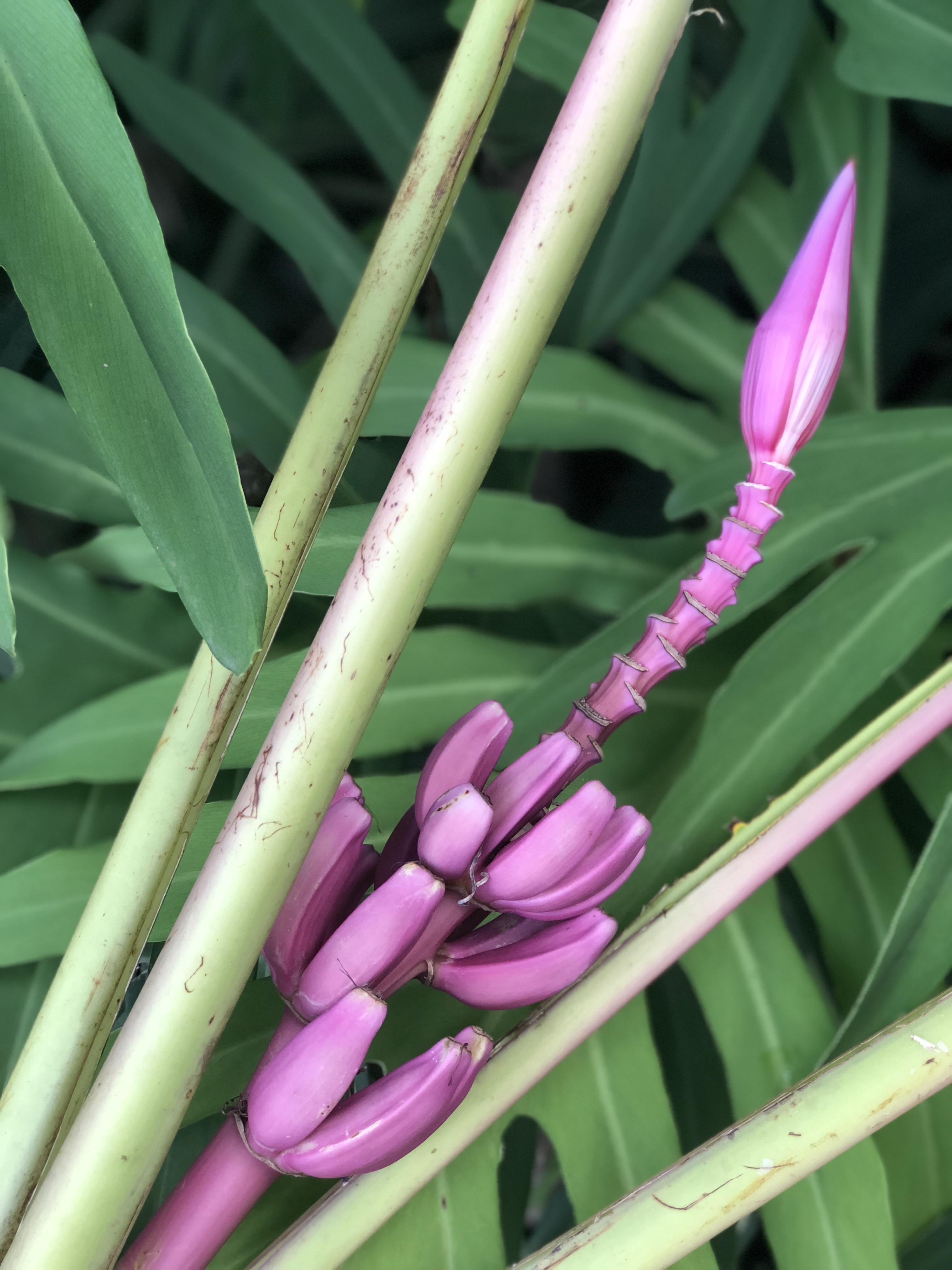 Musas | magicflowers